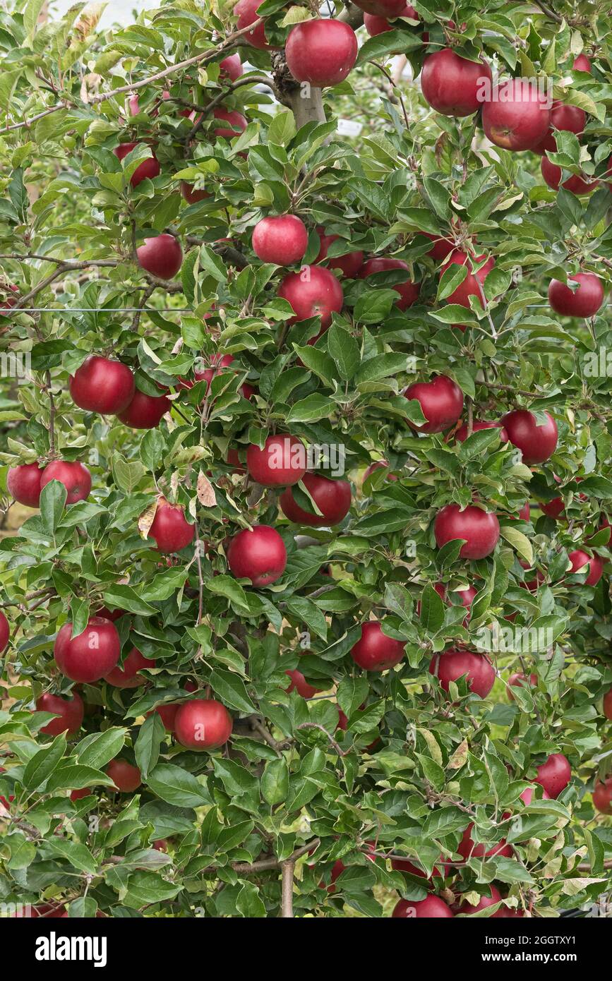 apple (Malus domestica 'Roter Idared', Malus domestica Roter Idared ...