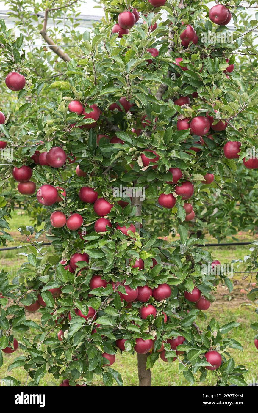 apple (Malus domestica 'Roter Idared', Malus domestica Roter Idared ...