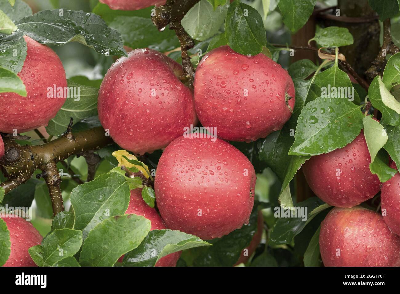 Malus domestica red pinova hi-res stock photography and images - Alamy