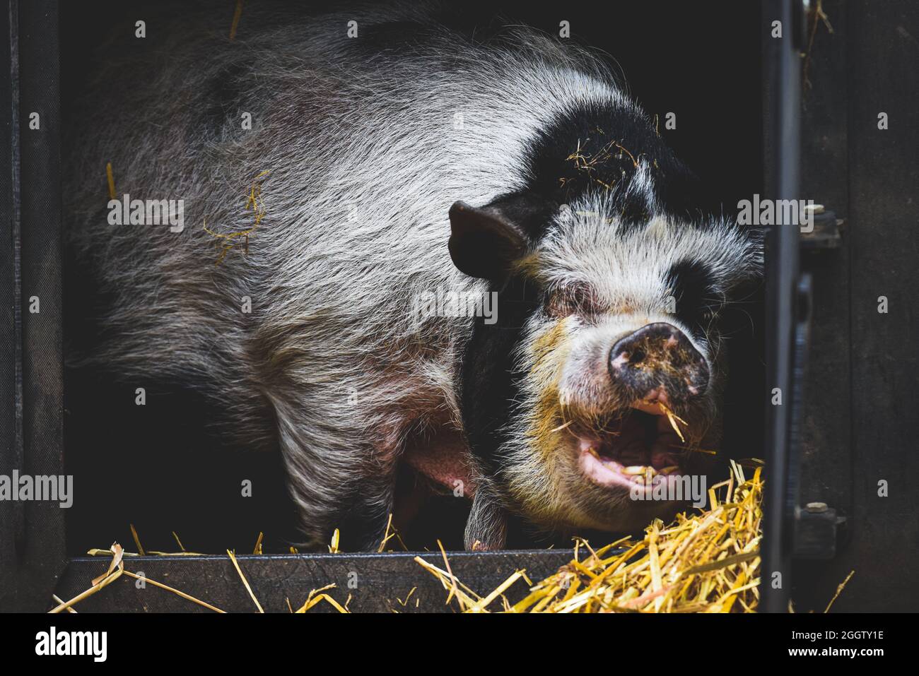 Pig on a farm outside eating and looking to camera Stock Photo - Alamy