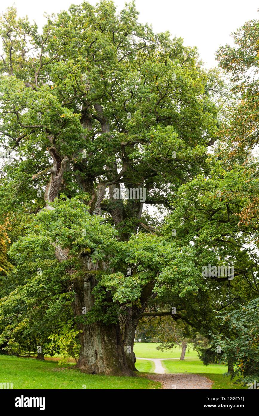 common oak, pedunculate oak, English oak (Quercus robur. Quercus ...