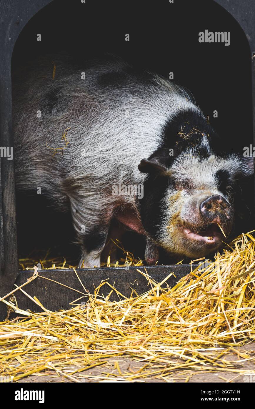 Big fat pig eating hi-res stock photography and images - Alamy