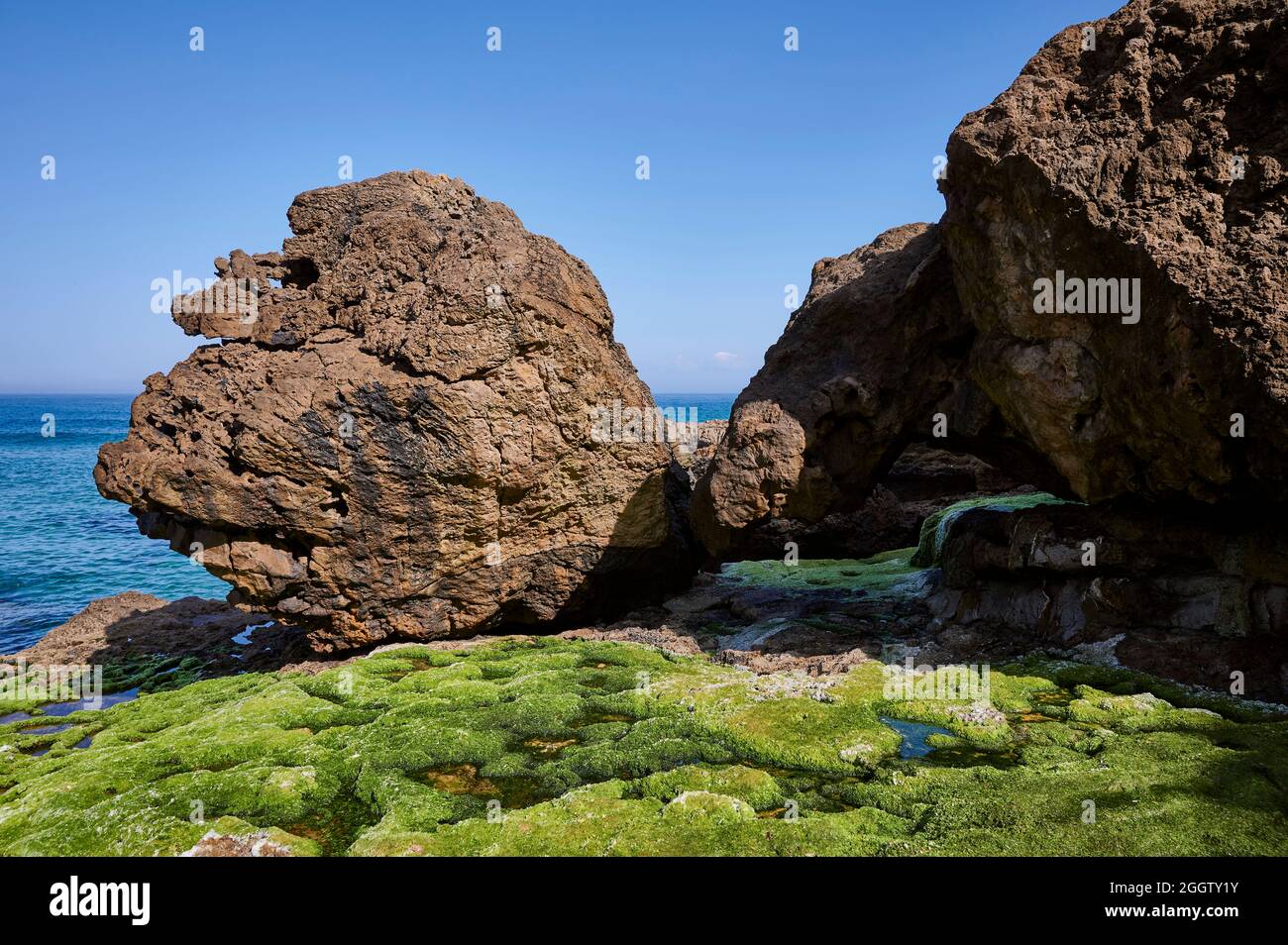 Green moss on rock at the shore Stock Photo - Alamy
