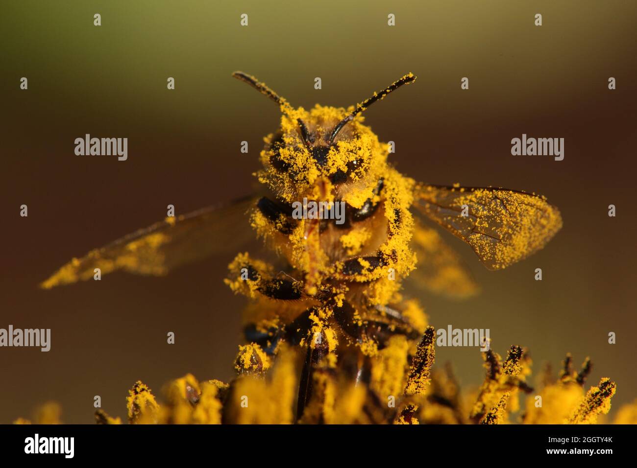 Closeup of a bee covered in yellow pollen Stock Photo - Alamy