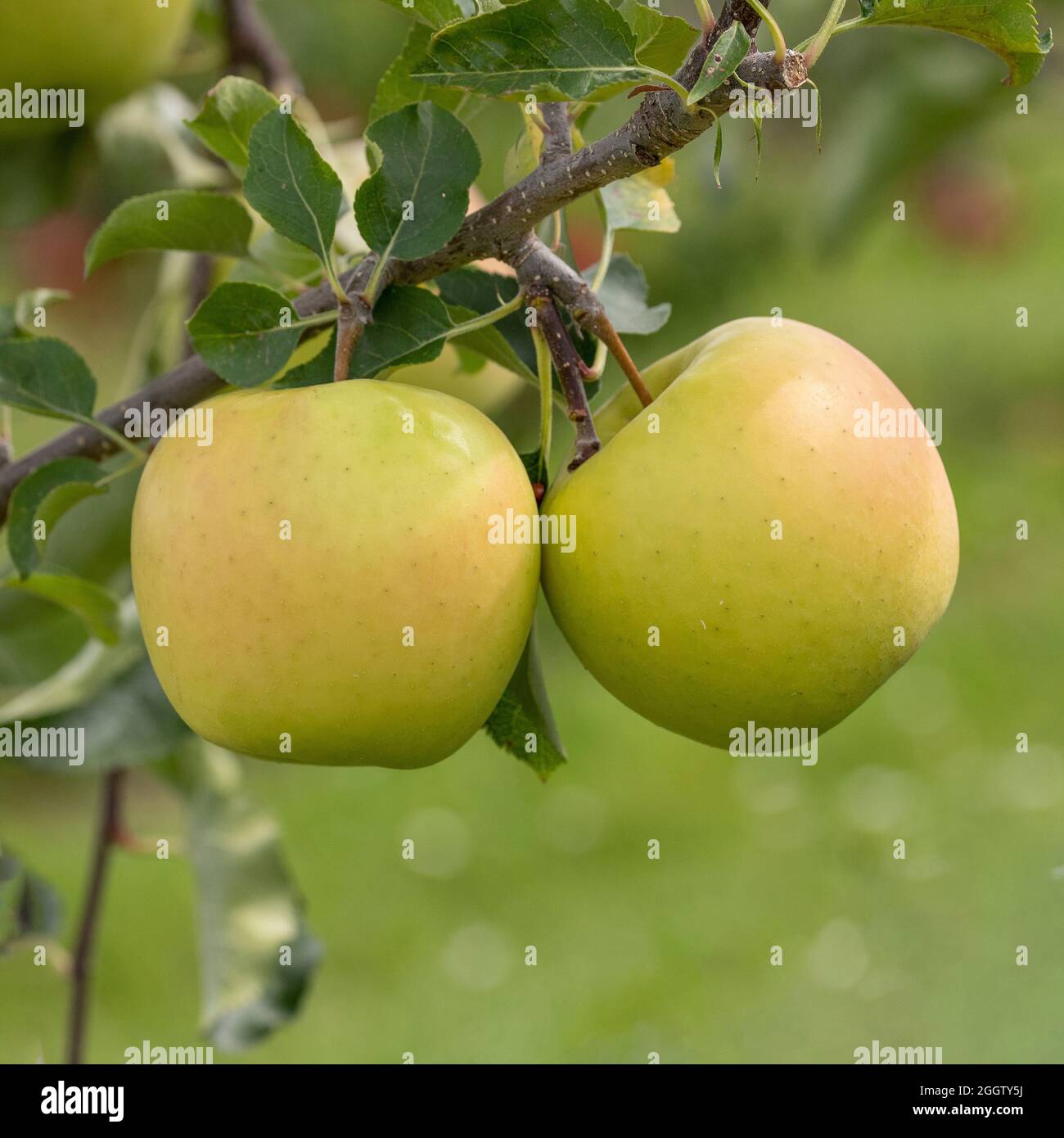 apple (Malus domestica 'Sirius', Malus domestica Sirius), apples on a ...