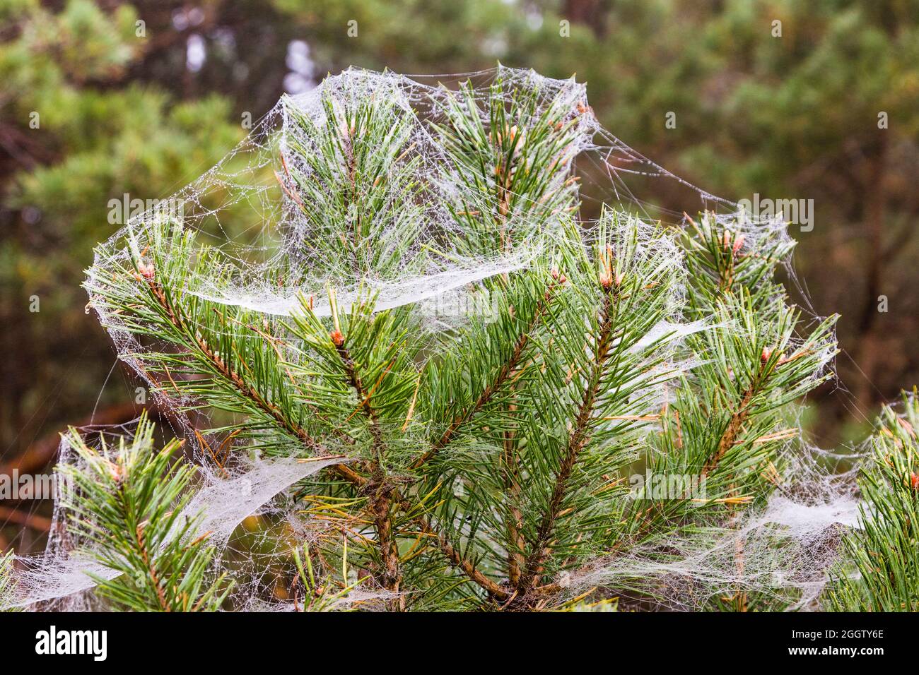 Sheet-web weaver, Line-weaving spider, Line weaver (Linyphia ...