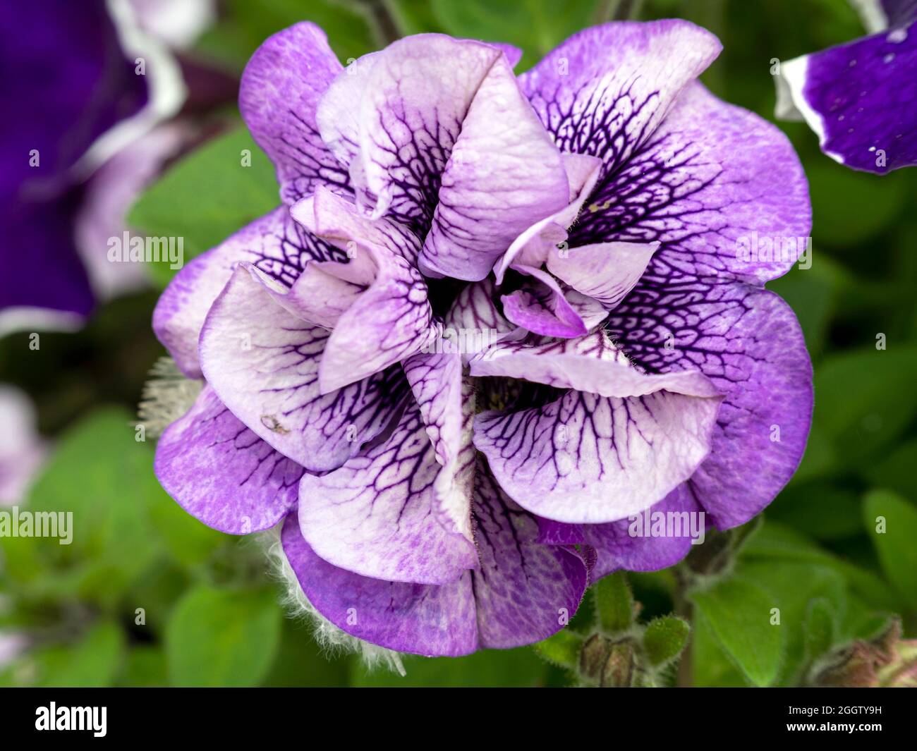 Lovely Petunia viva double purple vein flower Stock Photo - Alamy