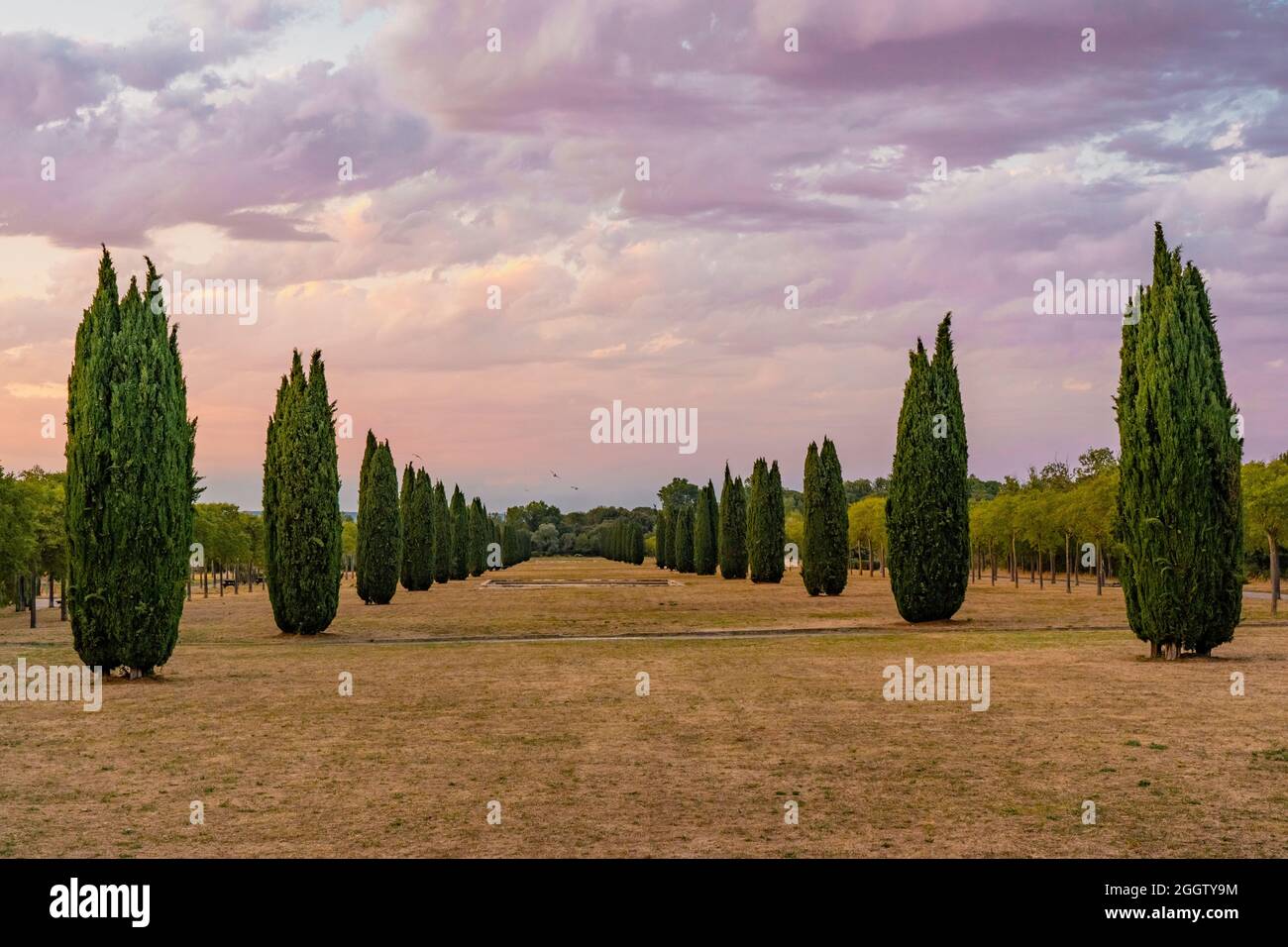 Cypress alley in the old abandoned roman city in France. Beautiful ...