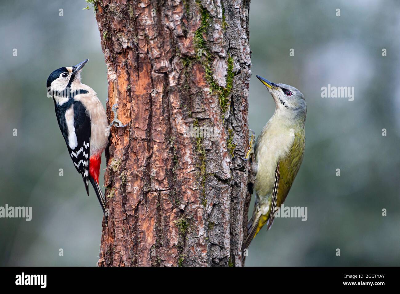 Female great spotted woodpecker hi-res stock photography and images - Alamy