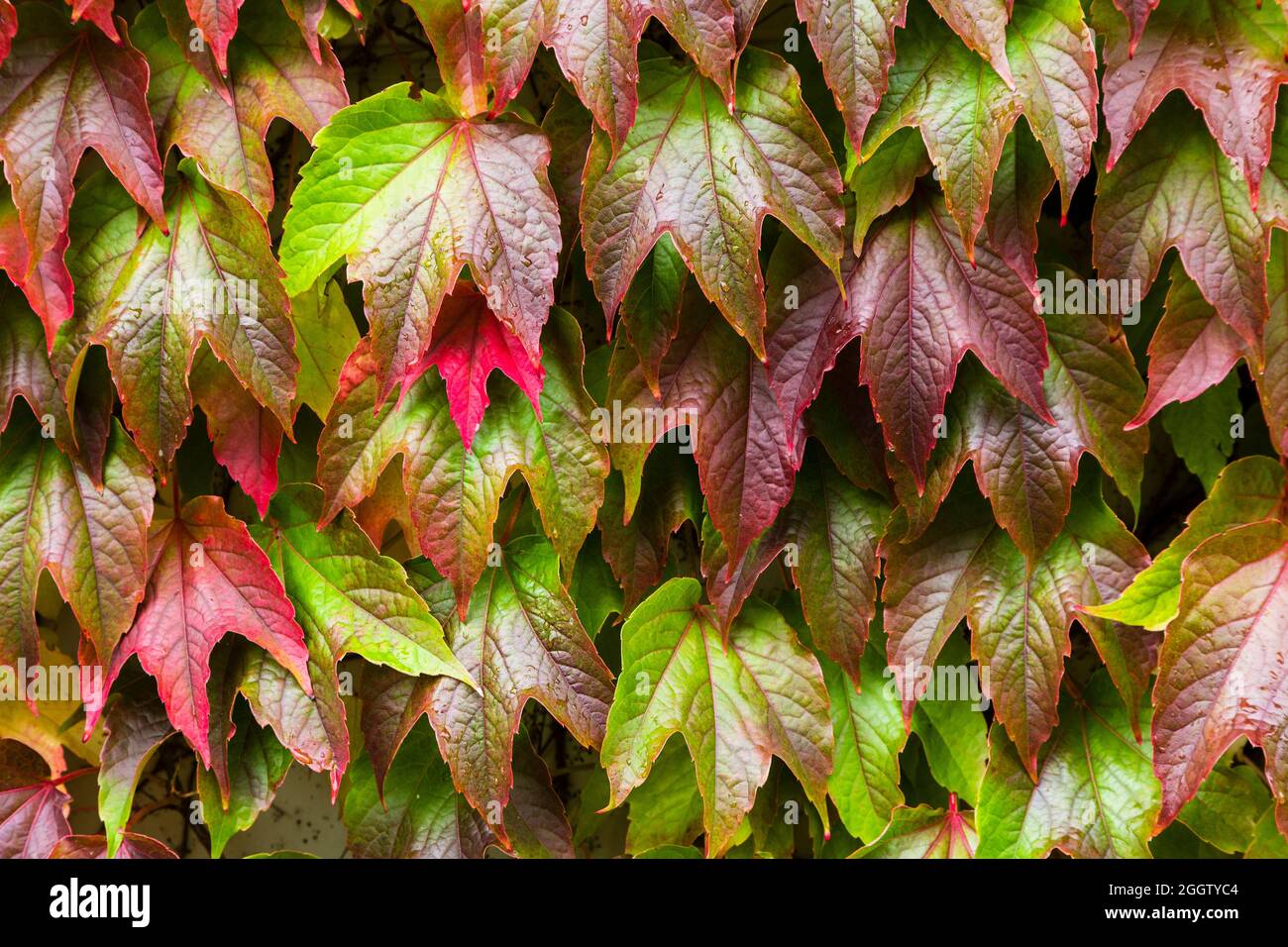 Boston ivy, Japanese creeper (Parthenocissus tricuspidata), with autumn ...