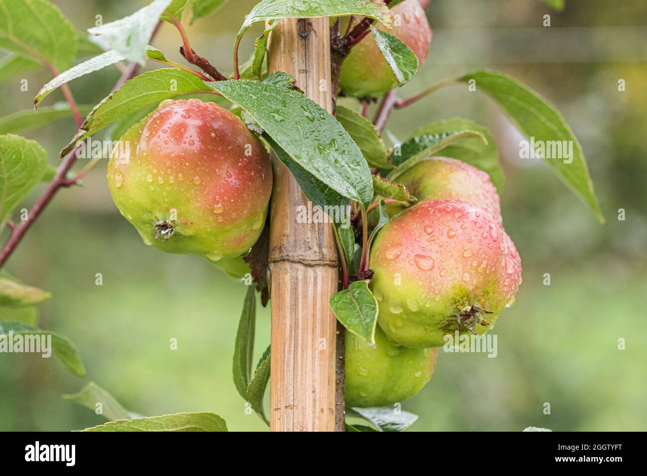 apple (Malus domestica 'Api Étoilé', Malus domestica Api Étoilé ...