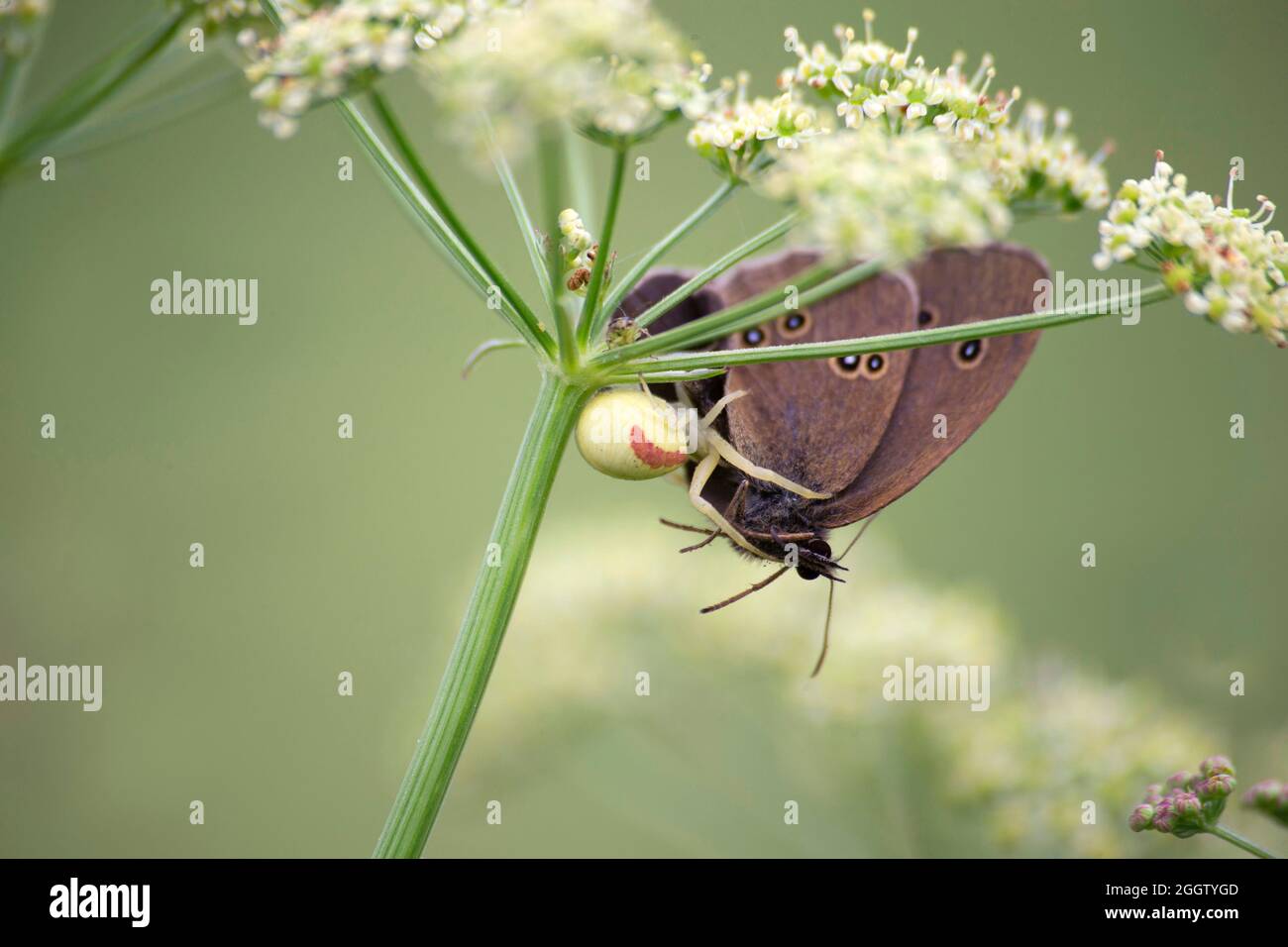 Crab spider misumenops tricuspidatus hi-res stock photography and ...