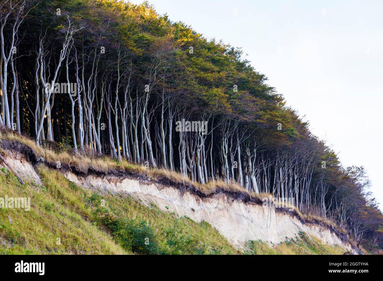 common beech (Fagus sylvatica), beech forest at the steep coast in the ...