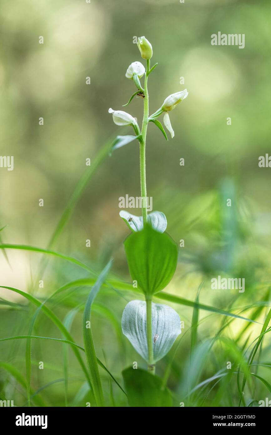 White helleborine (Cephalanthera damasonium), with flower buds, Germany ...