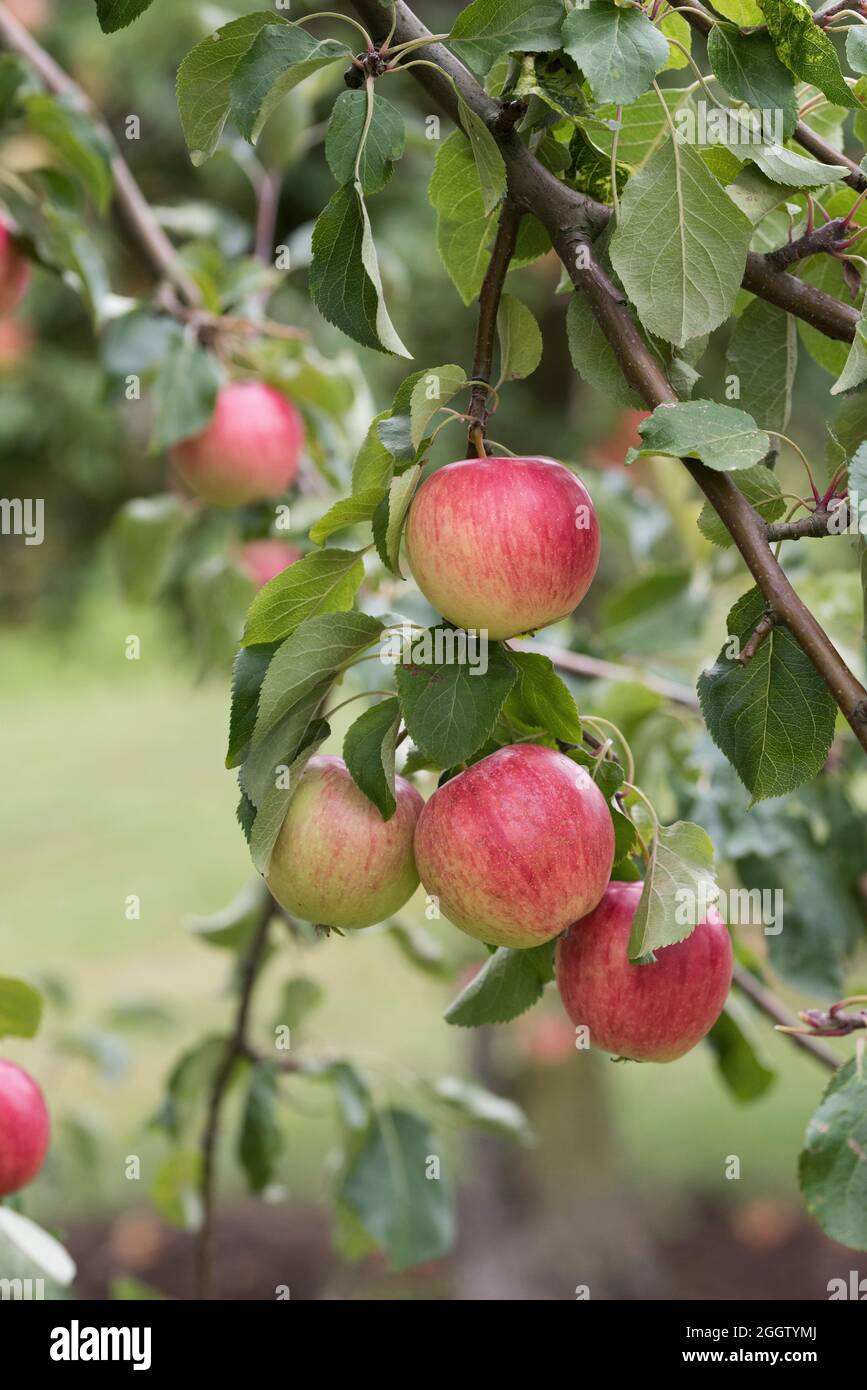 Resi hi-res stock photography and images - Alamy