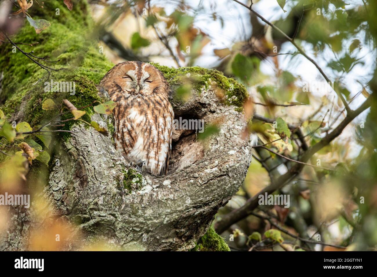 Hollow animals hi-res stock photography and images - Alamy