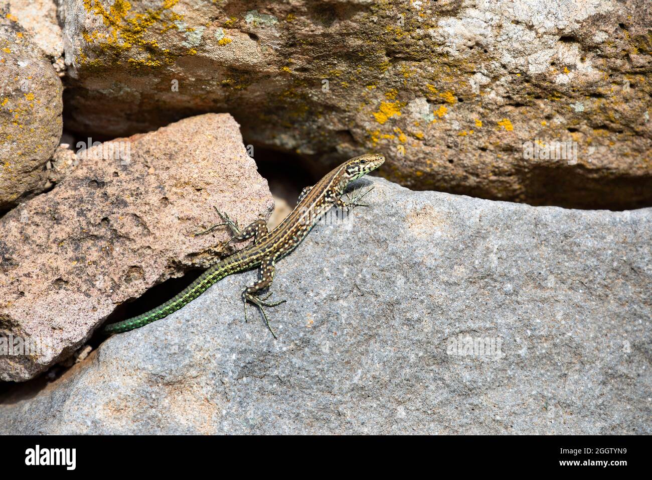 Tyrrhenian wall lizard (Podarcis tiliguerta), juvenile, Italy, Sardegna ...