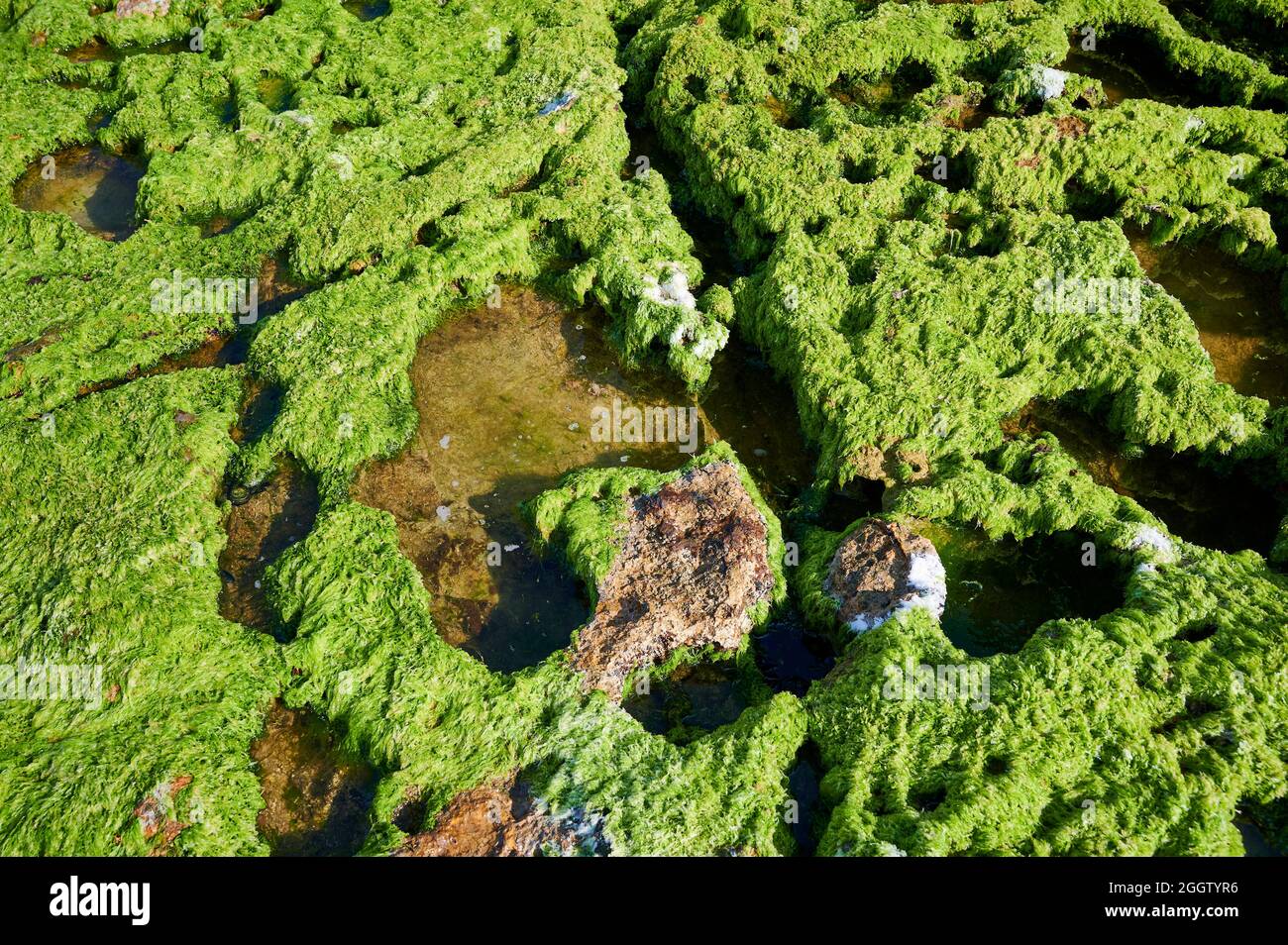 Green moss on rock at the shore Stock Photo - Alamy