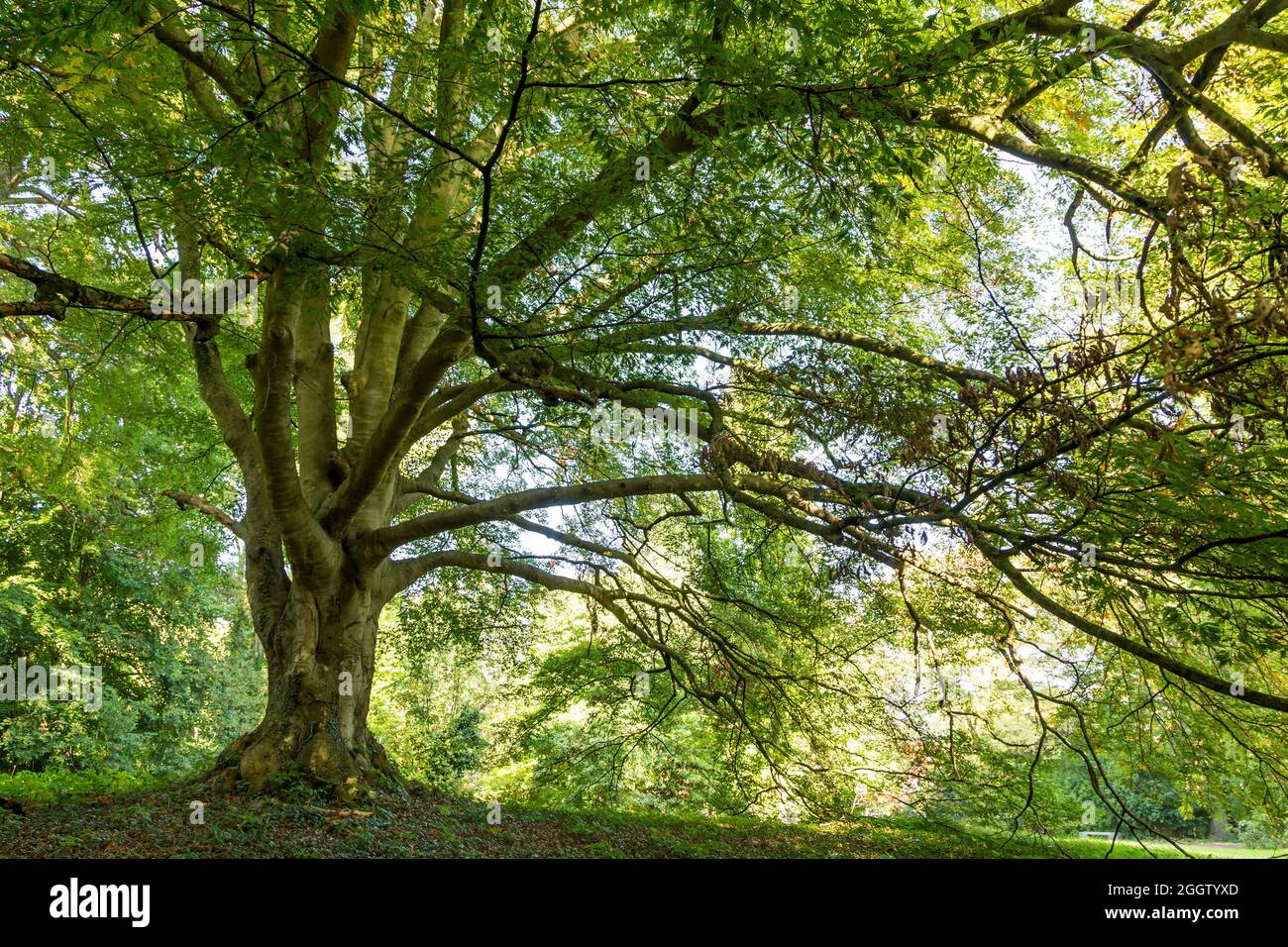 Fagus sylvatica f laciniata hi-res stock photography and images - Alamy