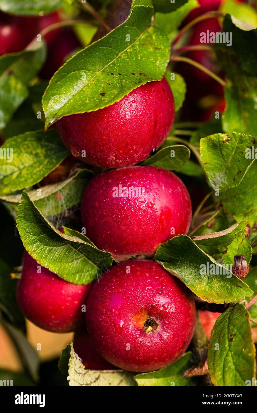 apple tree (Malus domestica), red apples on a twig, Germany ...