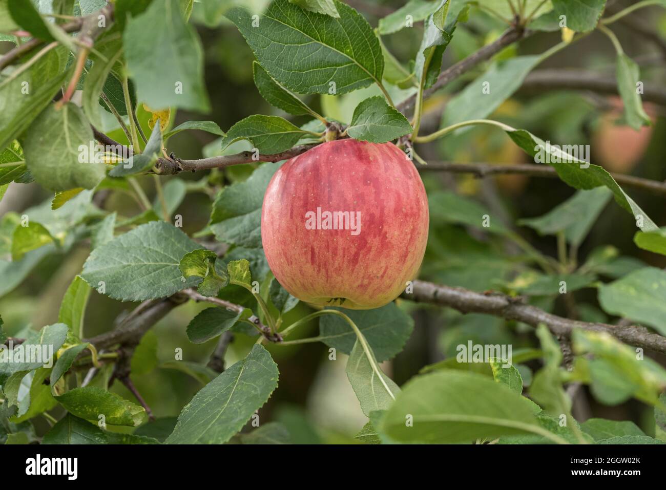 Malus domestica rebella hi-res stock photography and images - Alamy