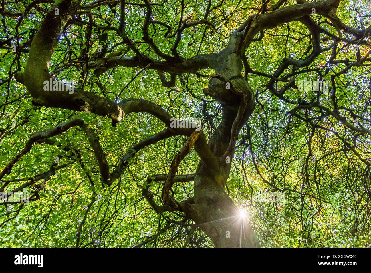 Dwarf beech tree hi-res stock photography and images - Alamy