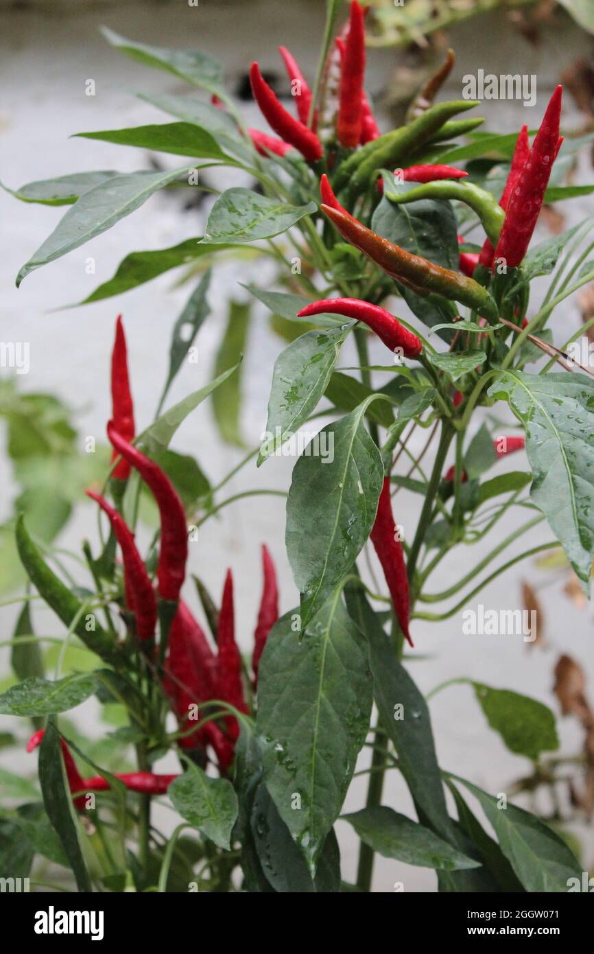 Red chili peppers ready to harvest mixed with green colored ones Stock ...