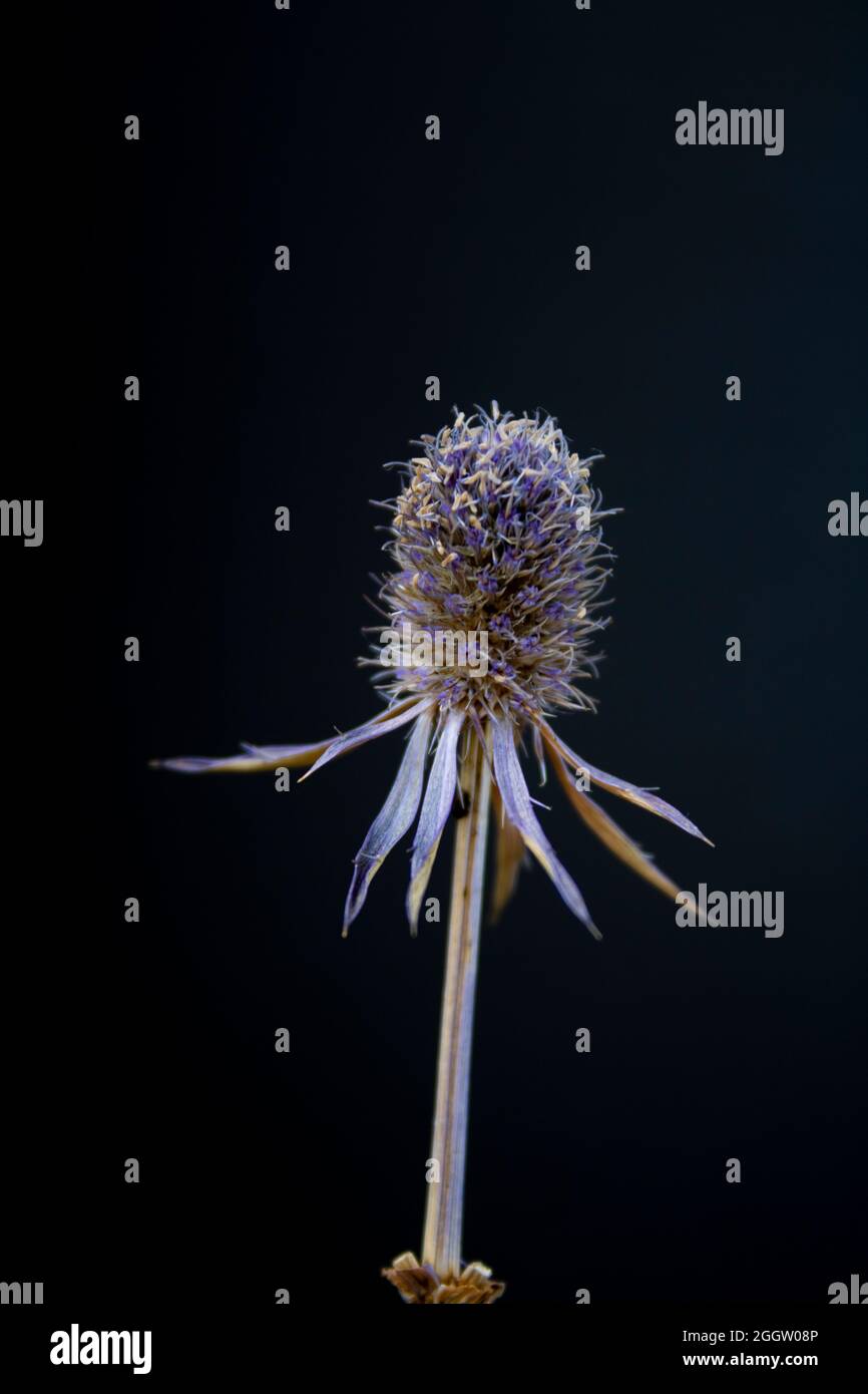 Simple plants hi-res stock photography and images - Alamy