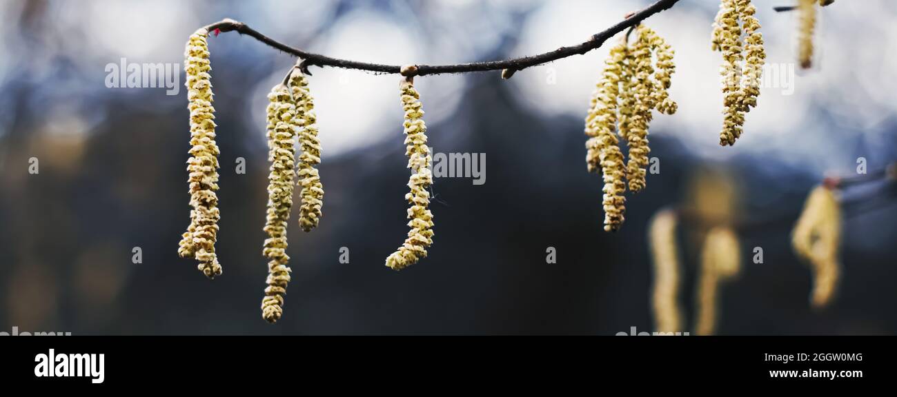 Nature background in early spring or autumn, cold weather in botanical ...