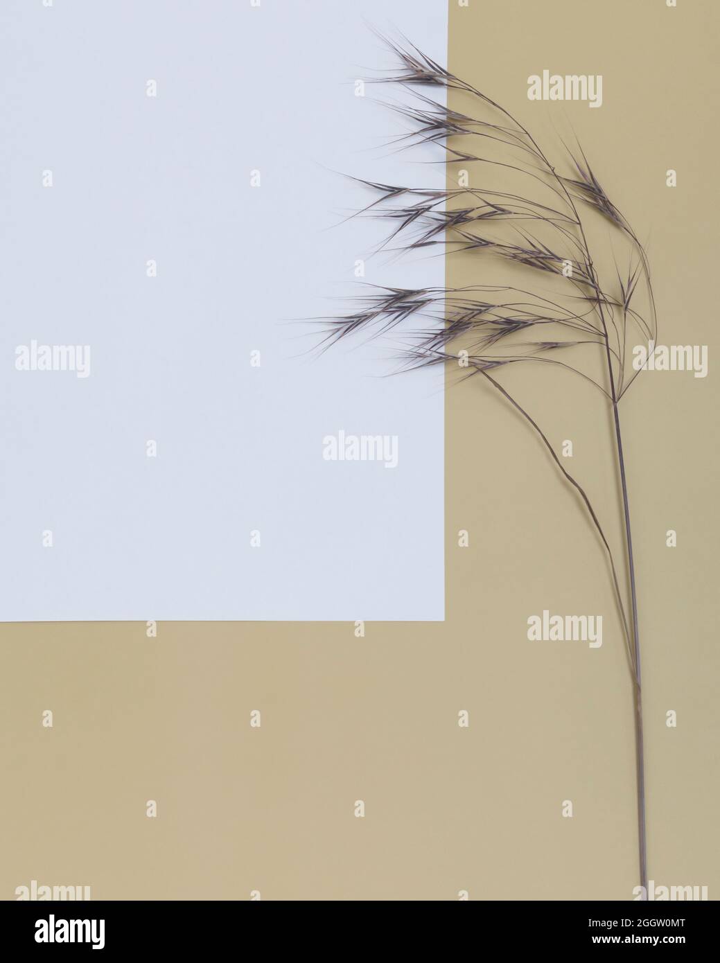 Dry beige grass on a beige wall background with paper white. nature ...