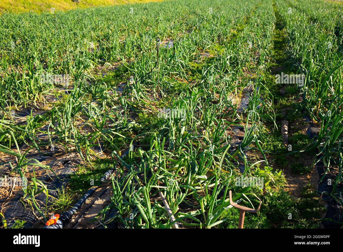 Field planted with scallions Stock Photo - Alamy