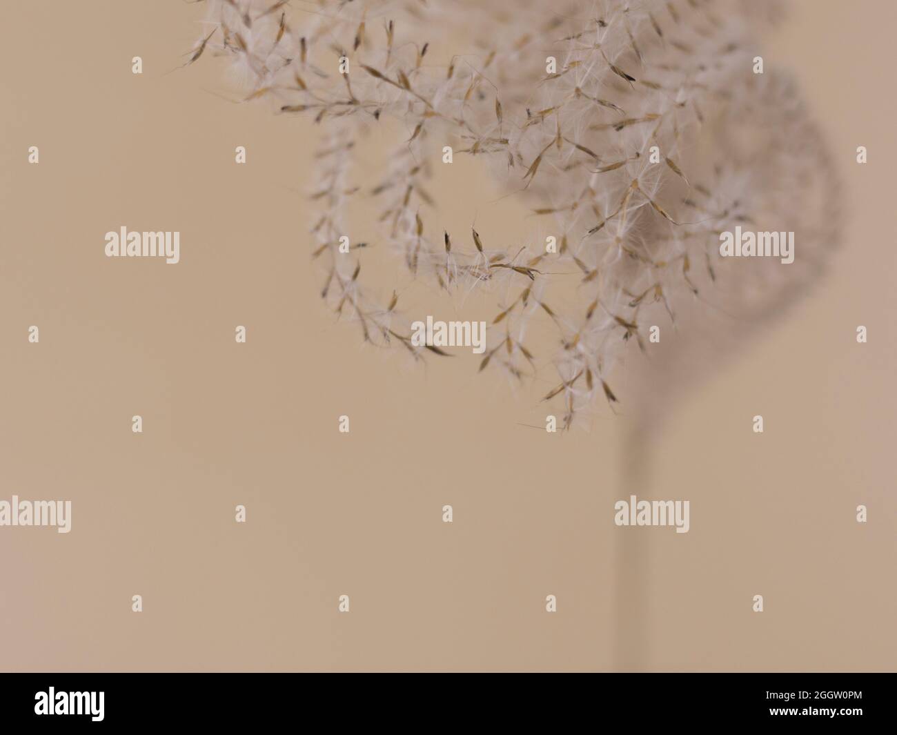 Dry beige grass on a beige wall background. Beautiful nature trend ...