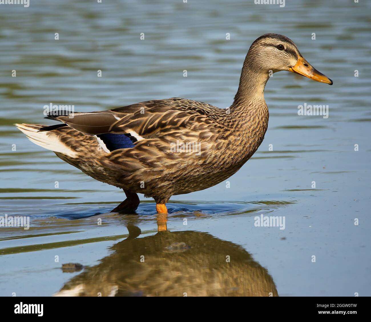 Ducks searching for food at an Ohio lake Stock Photo - Alamy