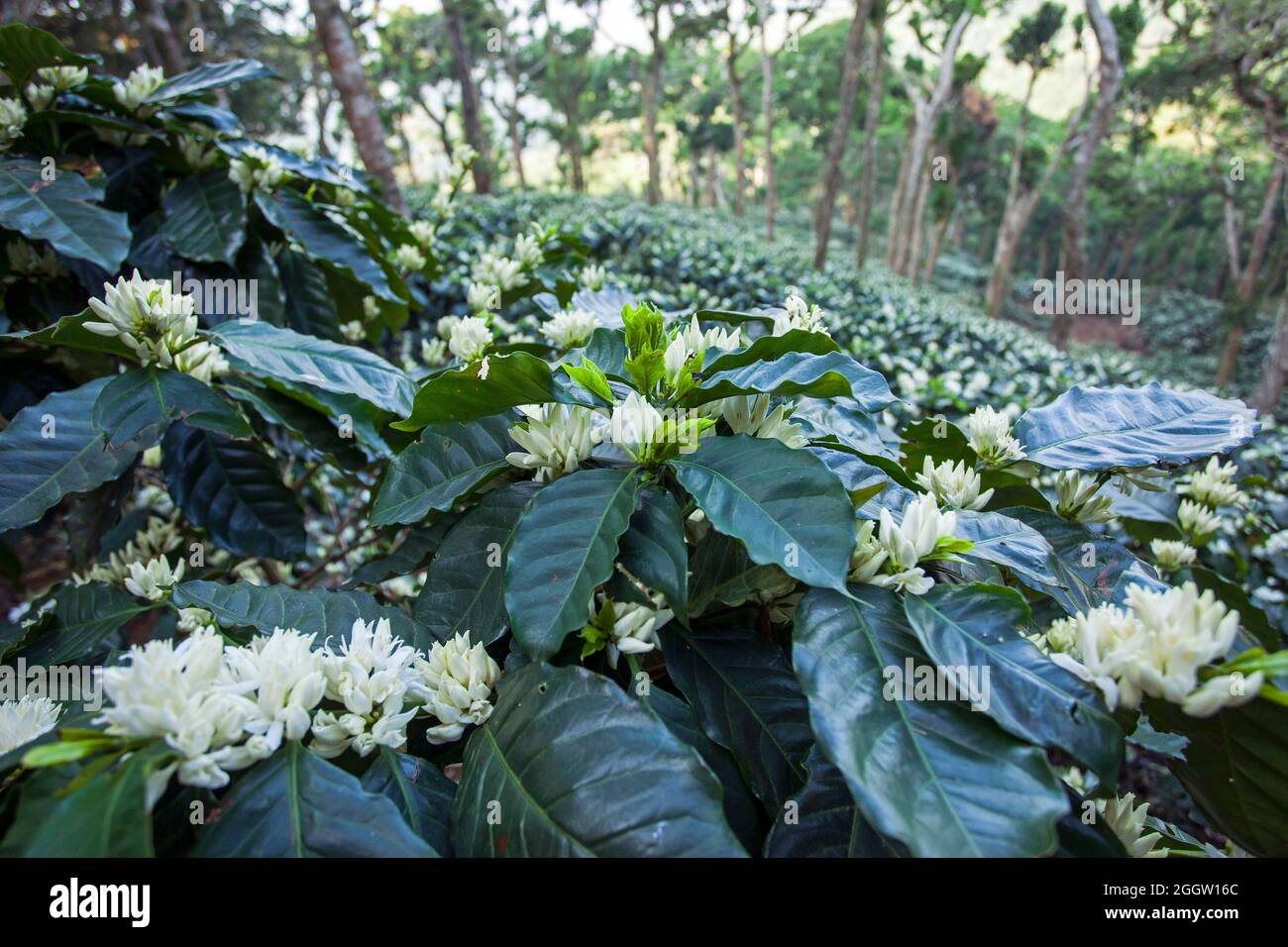 Non Exclusive: TECUAMBURRO, GUATEMALA - SEPTEMBER 1: Detail of coffee ...