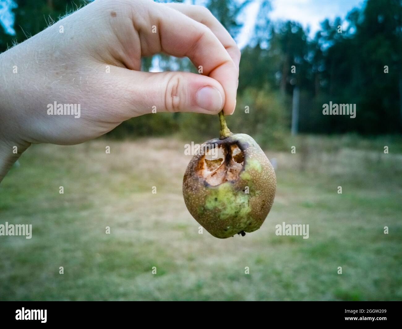 Spoiled pear in hand hi-res stock photography and images - Alamy