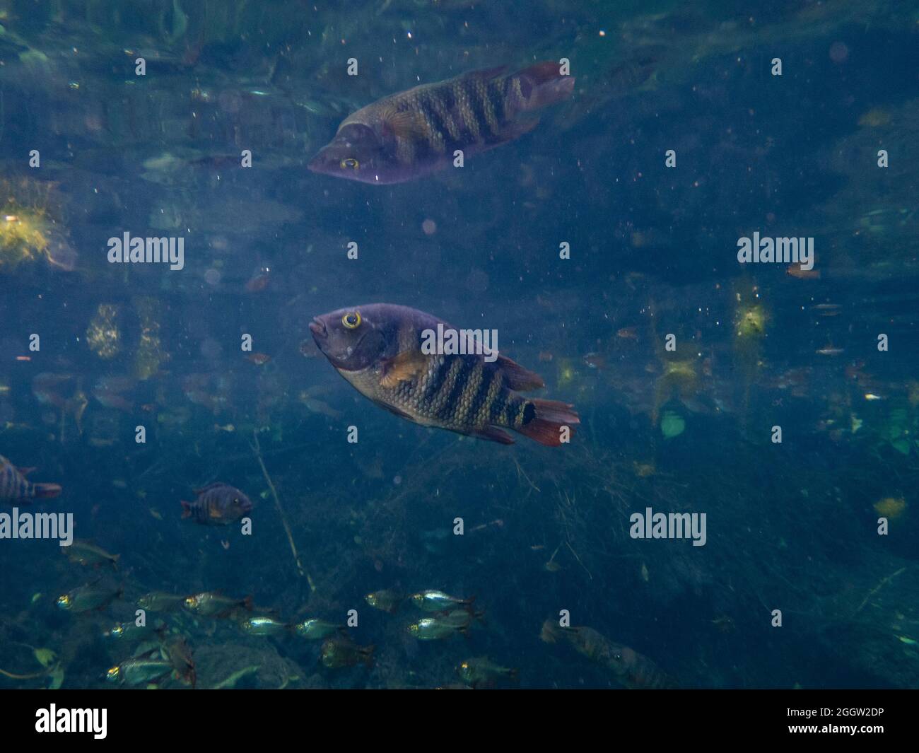 Non Exclusive: TULUM, MEXICO -SEPTEMBER 2: A shoal are seen at the ...