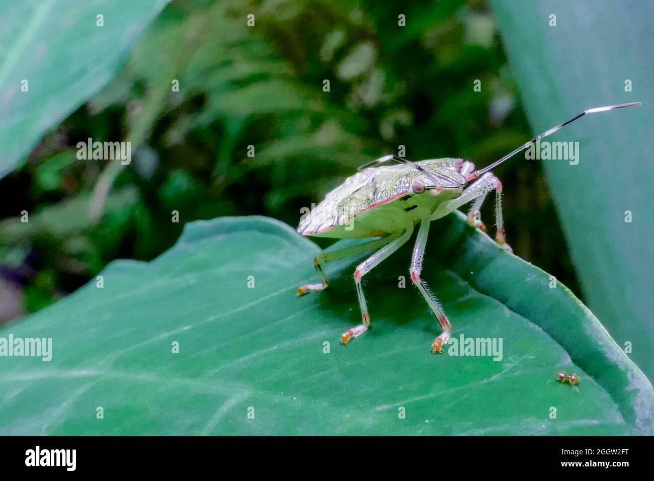 Non Exclusive: GUATEMALA CITY, GUATEMALA- SEPTEMBER 2: General view A ...