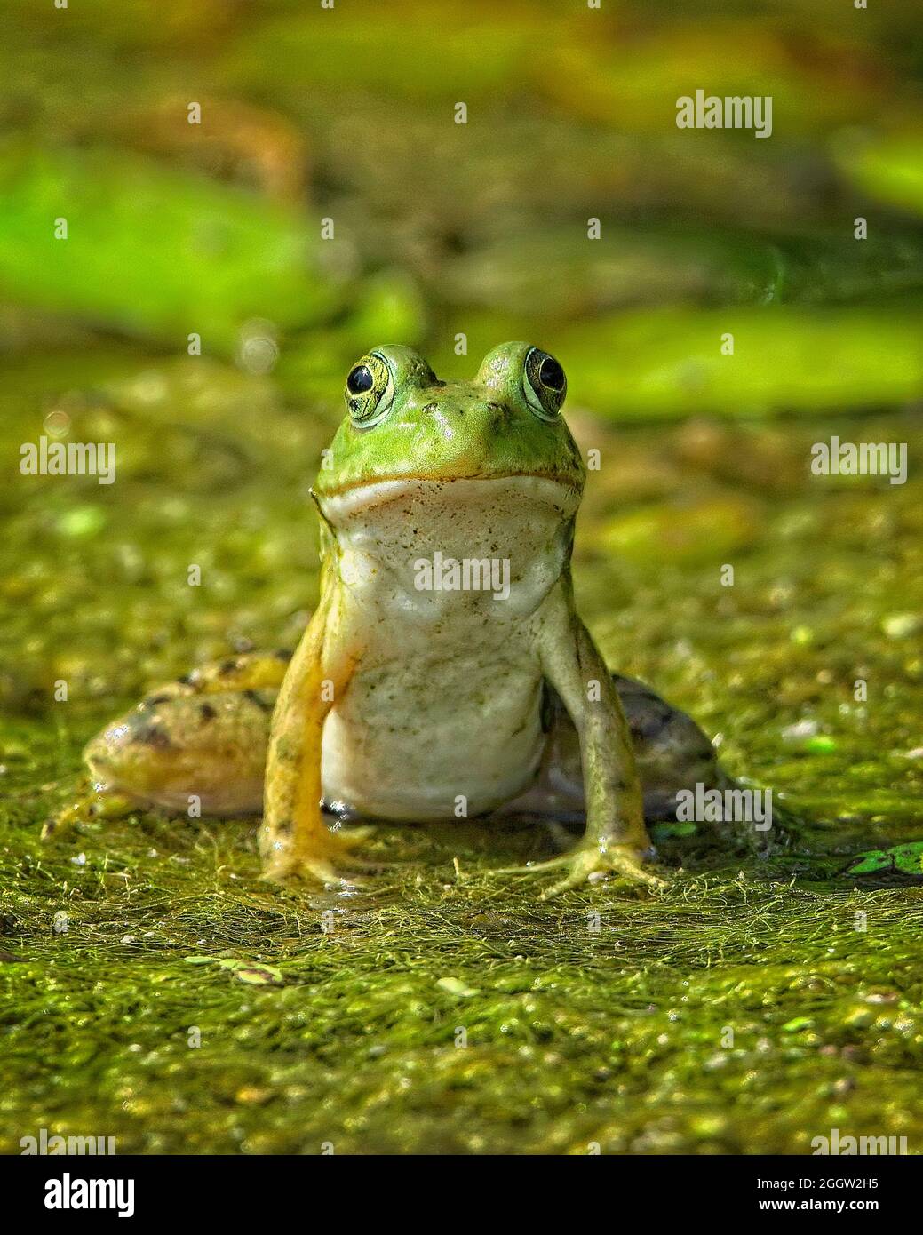 Bull frogs hi-res stock photography and images - Alamy