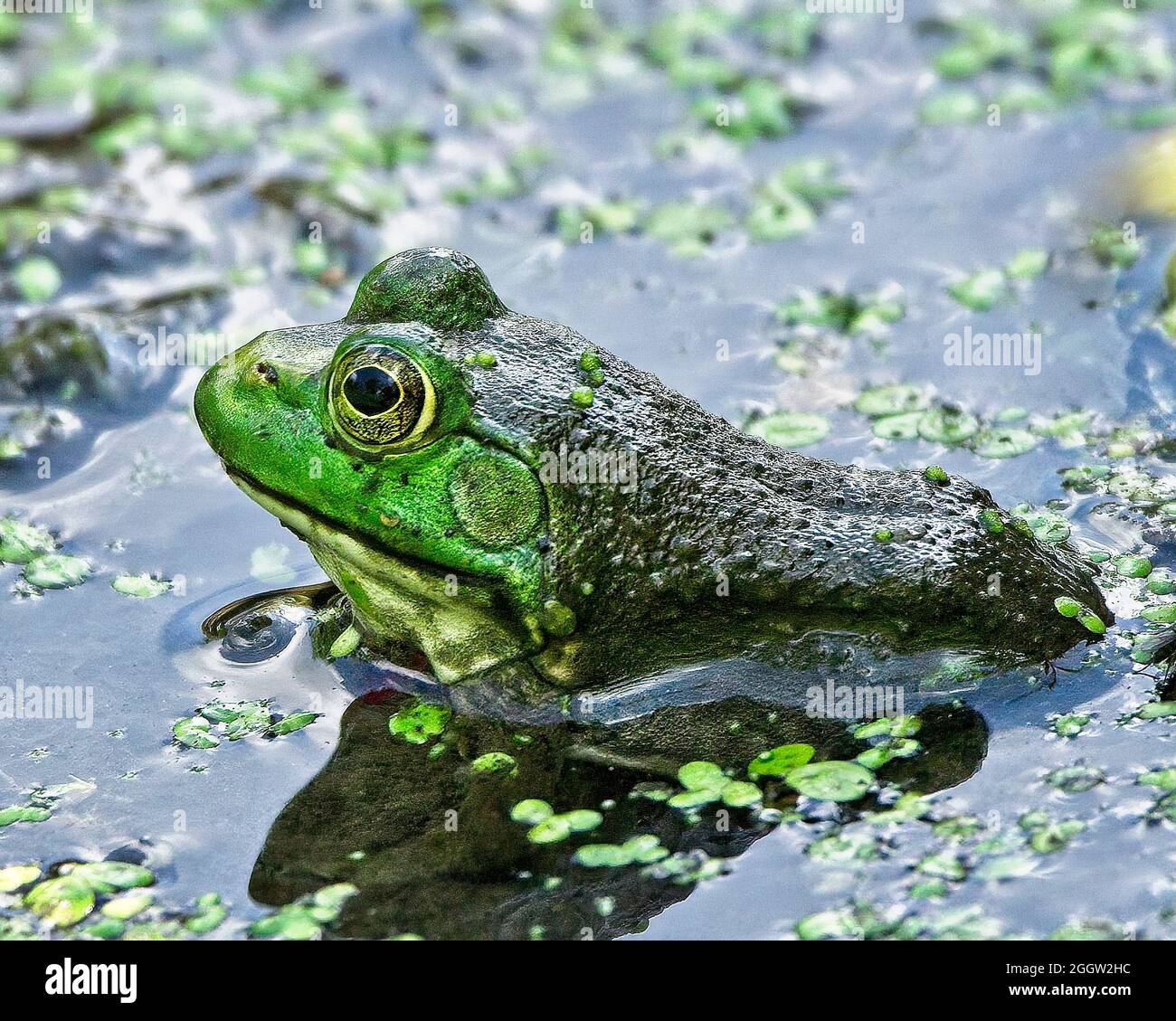 Bull frogs hi-res stock photography and images - Alamy