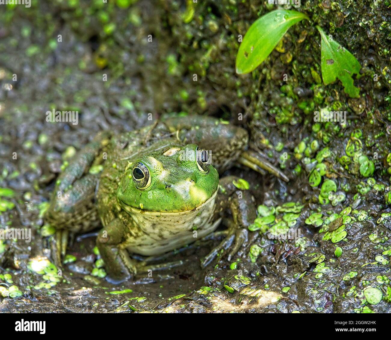 American frogs hi-res stock photography and images - Alamy