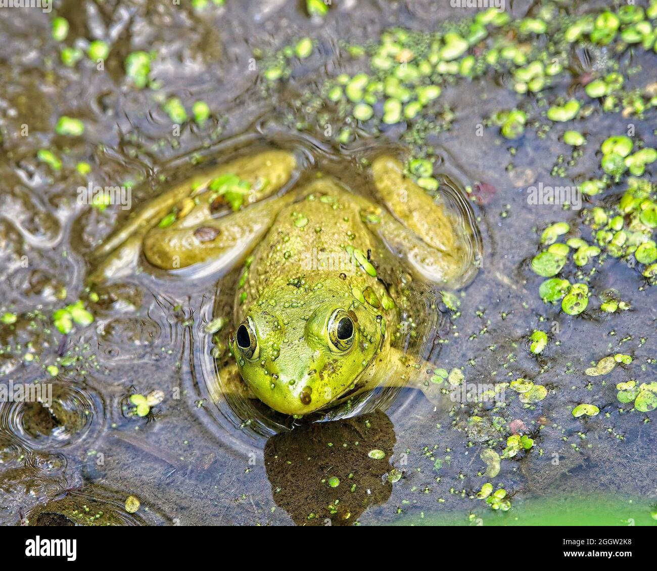 American frogs hi-res stock photography and images - Alamy