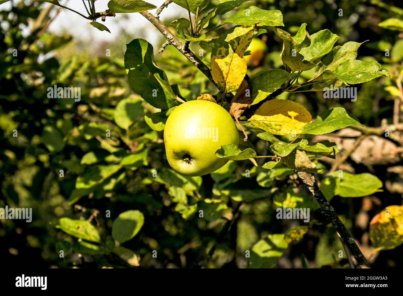 Organic apples. Fruit without chemical spraying. Orchard Stock Photo ...