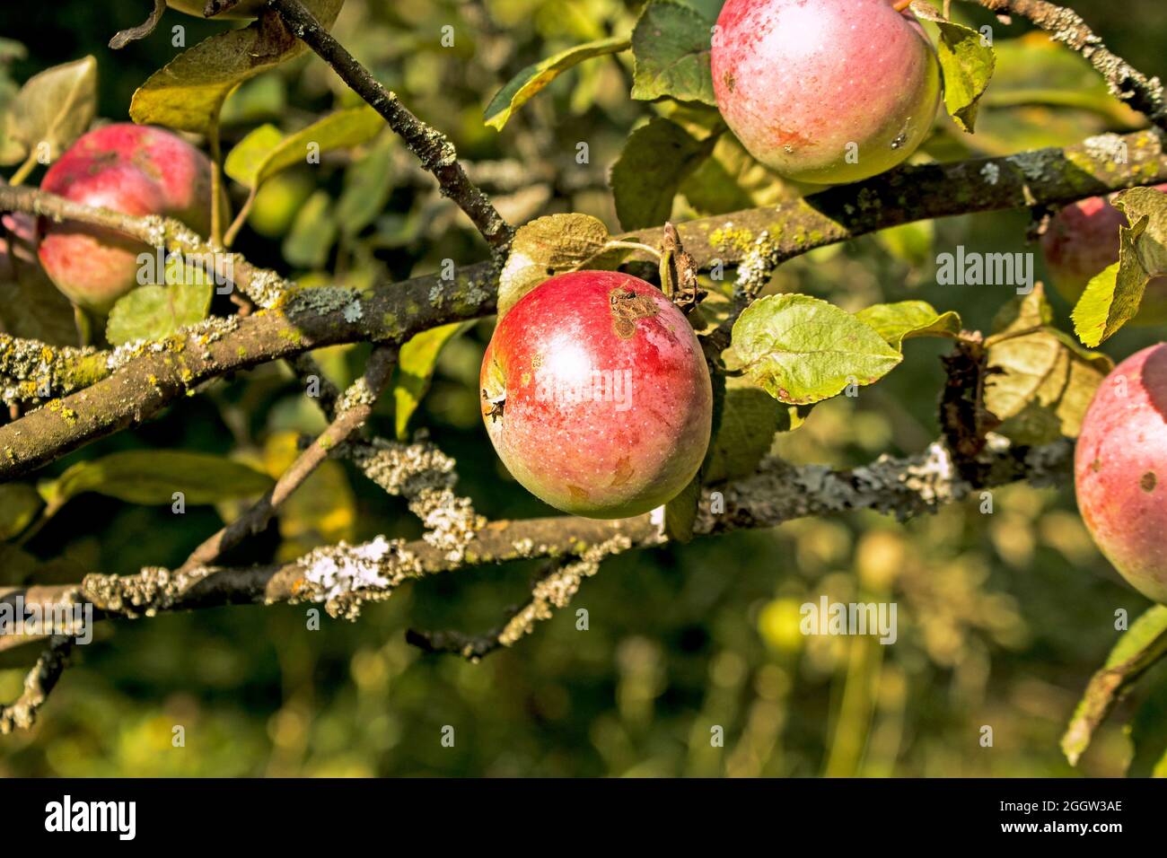 Organic apples. Fruit without chemical spraying. Orchard Stock Photo ...