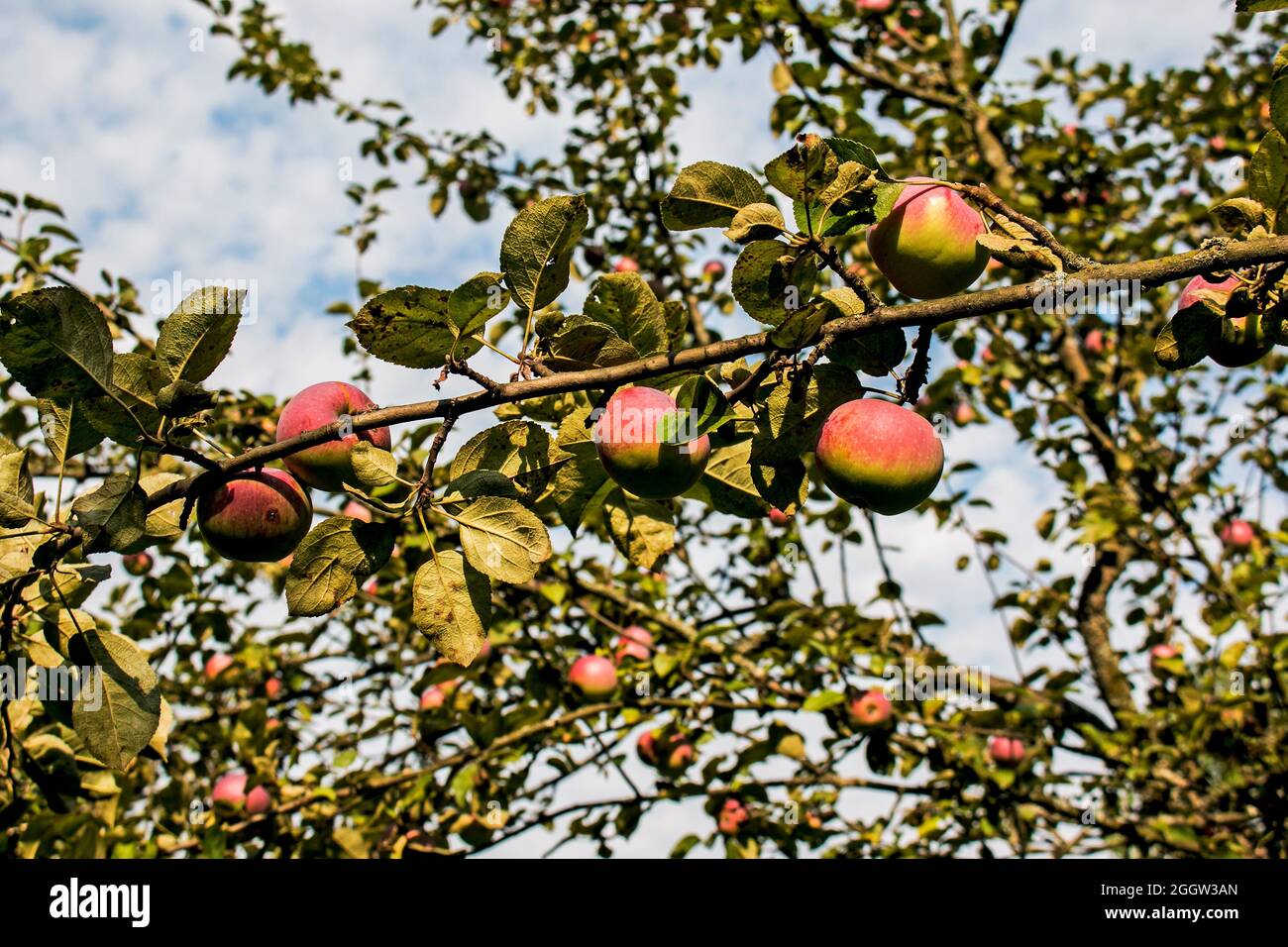 Organic apples. Fruit without chemical spraying. Orchard Stock Photo ...