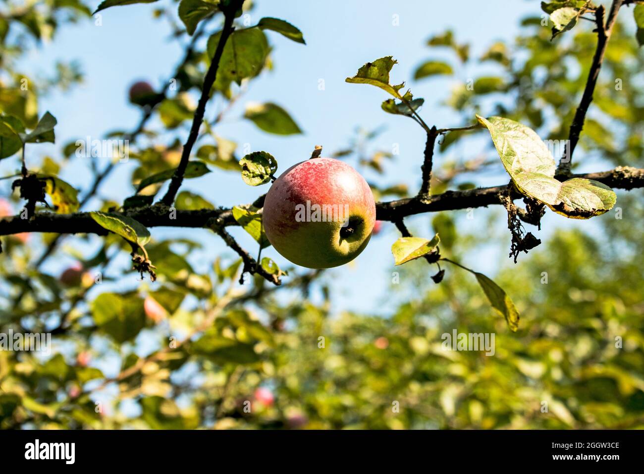 Organic apples. Fruit without chemical spraying. Orchard Stock Photo ...
