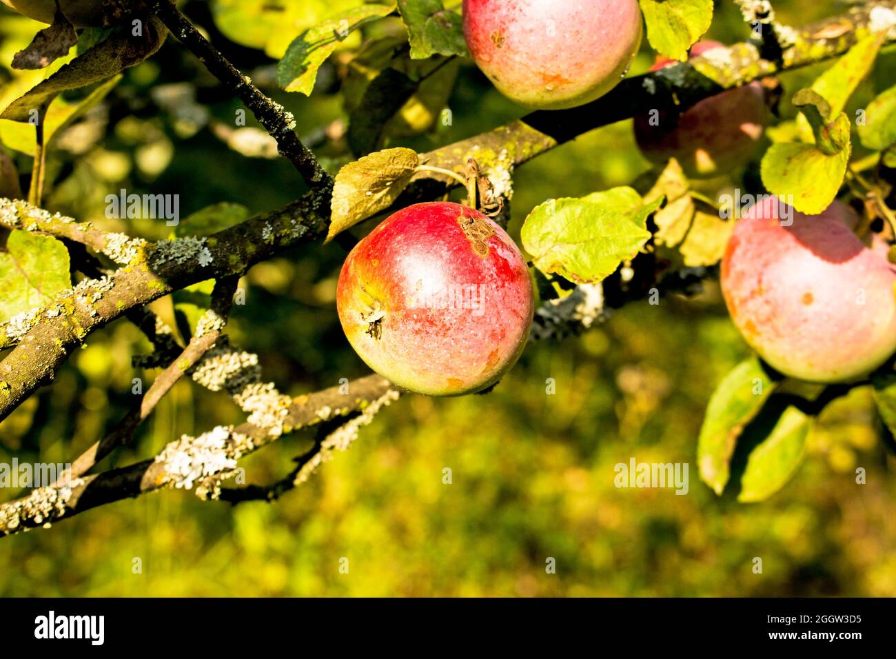 Organic apples. Fruit without chemical spraying. Orchard Stock Photo ...