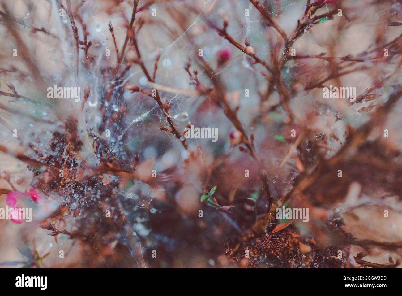Tree mites hi-res stock photography and images - Alamy