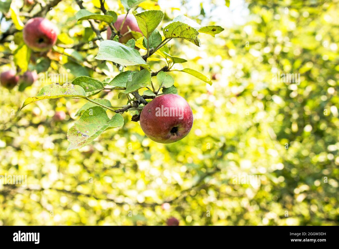 Organic apples. Fruit without chemical spraying. Orchard Stock Photo ...