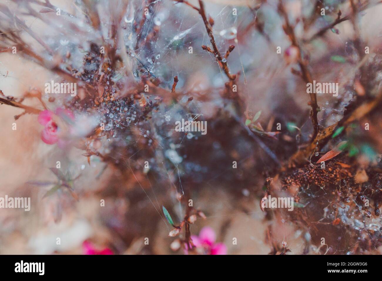 close-up of New Zealand Tea Bush plant spider mites all over its ...