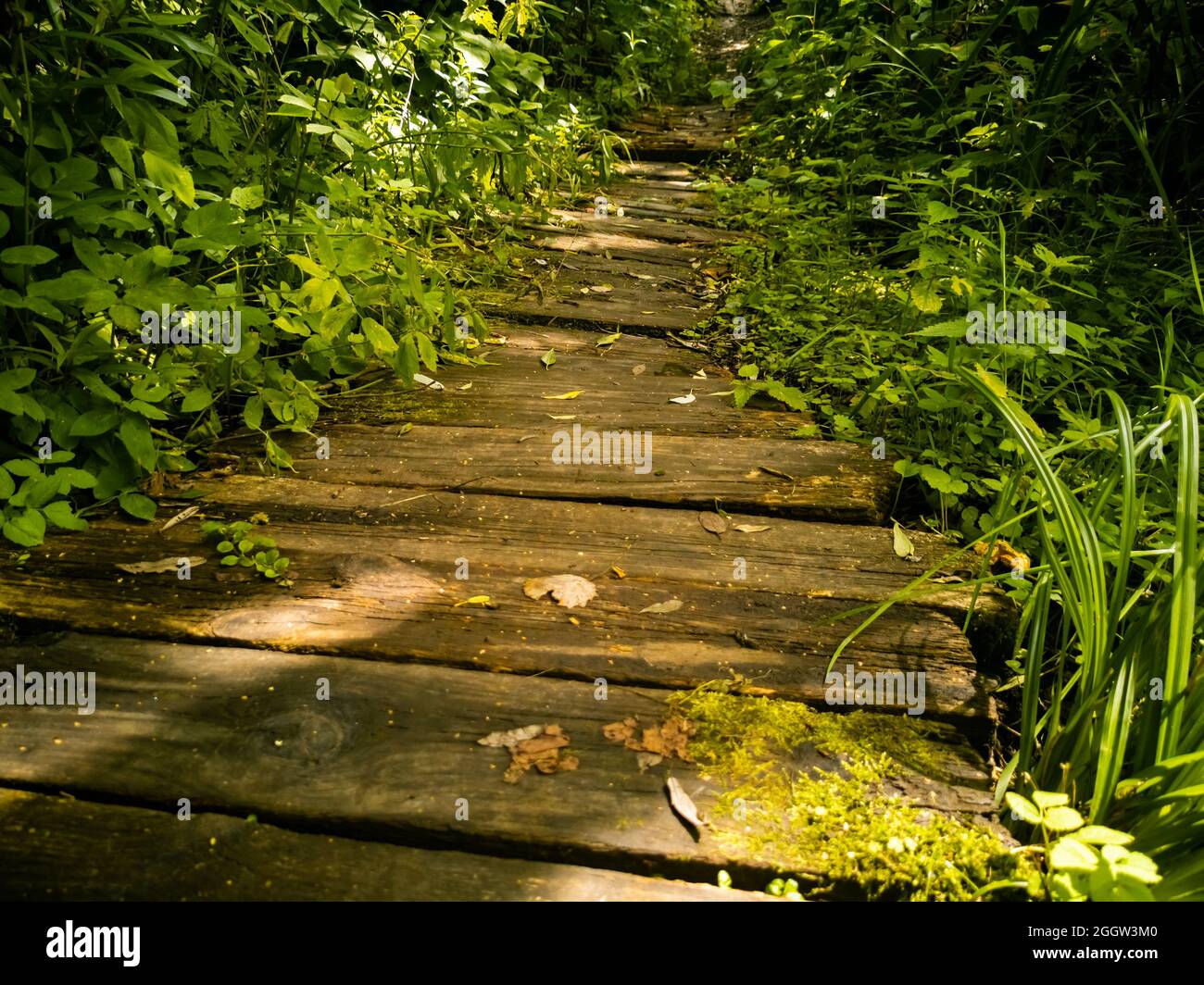 wooden path in the grass. close-up. beautiful natural background of old ...